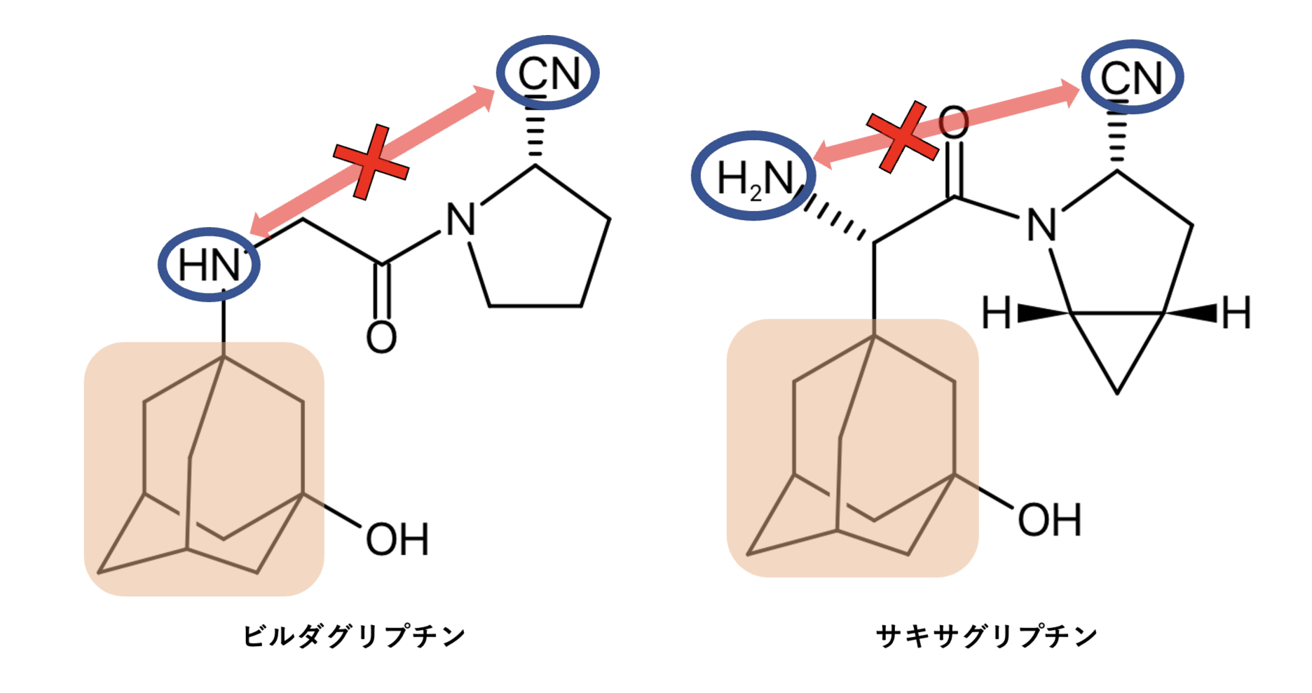 DPP–4阻害薬 の化学構造とファーマコフォア】結合様式によるクラス分けと比較！ | 薬.online