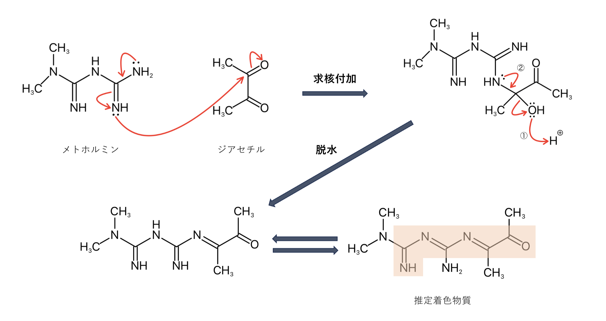 メトホルミン (ビグアナイド)と化学構造式 】有機カチオントランスポーターや作用機序などを解説！| 薬.online