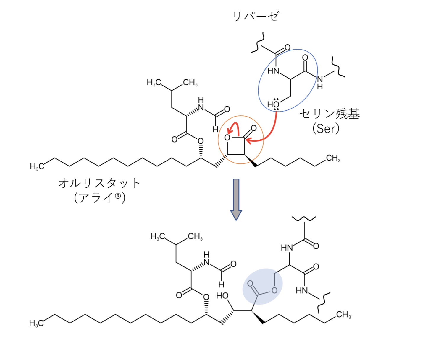 【肥満改善薬「 オルリスタット (アライ®︎) 」】作用機序や副作用、化学構造式を解説！ | 薬.online