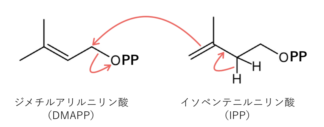 【コエンザイムQ10（ CoQ10 ）の化学構造式と特徴】作用機序や副作用、飲み合わせを解説！ | 薬.online